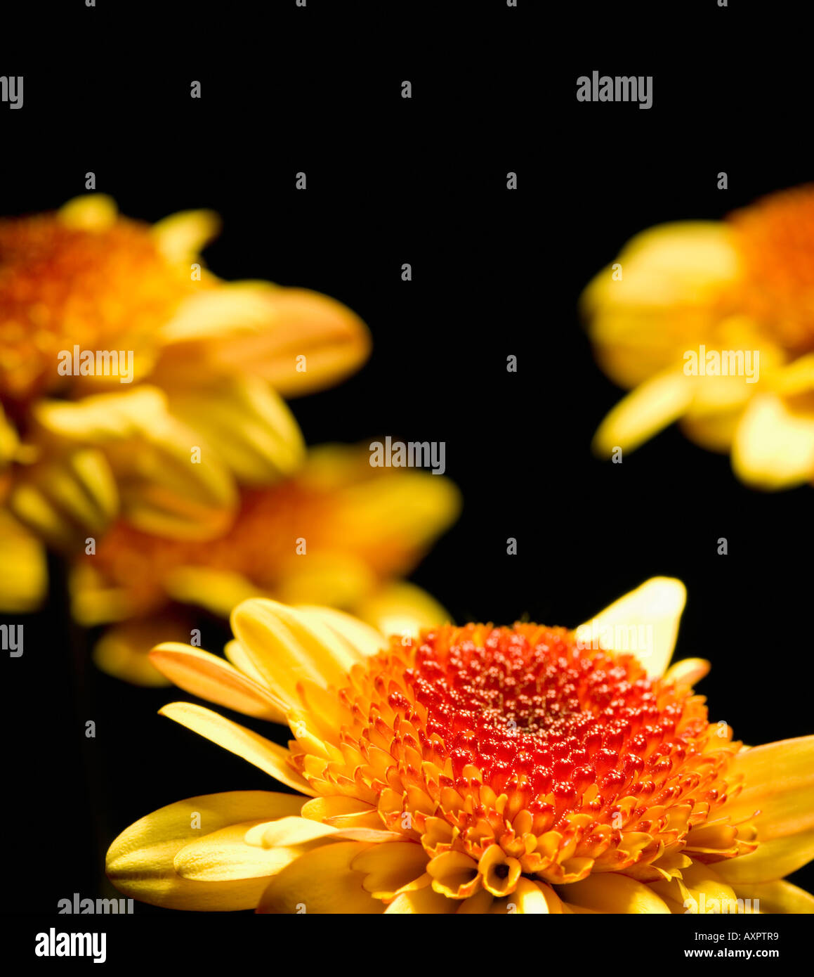 Yellow flower with red anther Stock Photo - Alamy