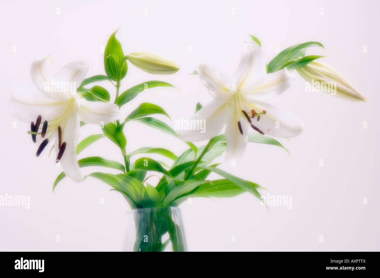 White Oriental Lily Bouquet Stock Photo - Alamy
