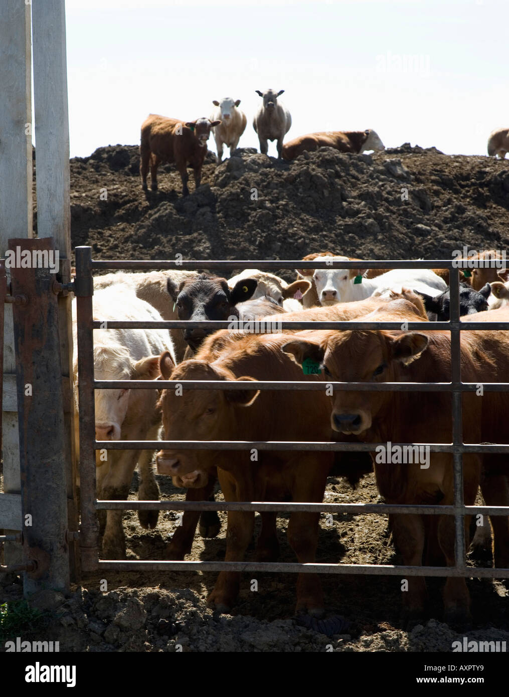 Herd of cattle behind enclosure Stock Photo - Alamy