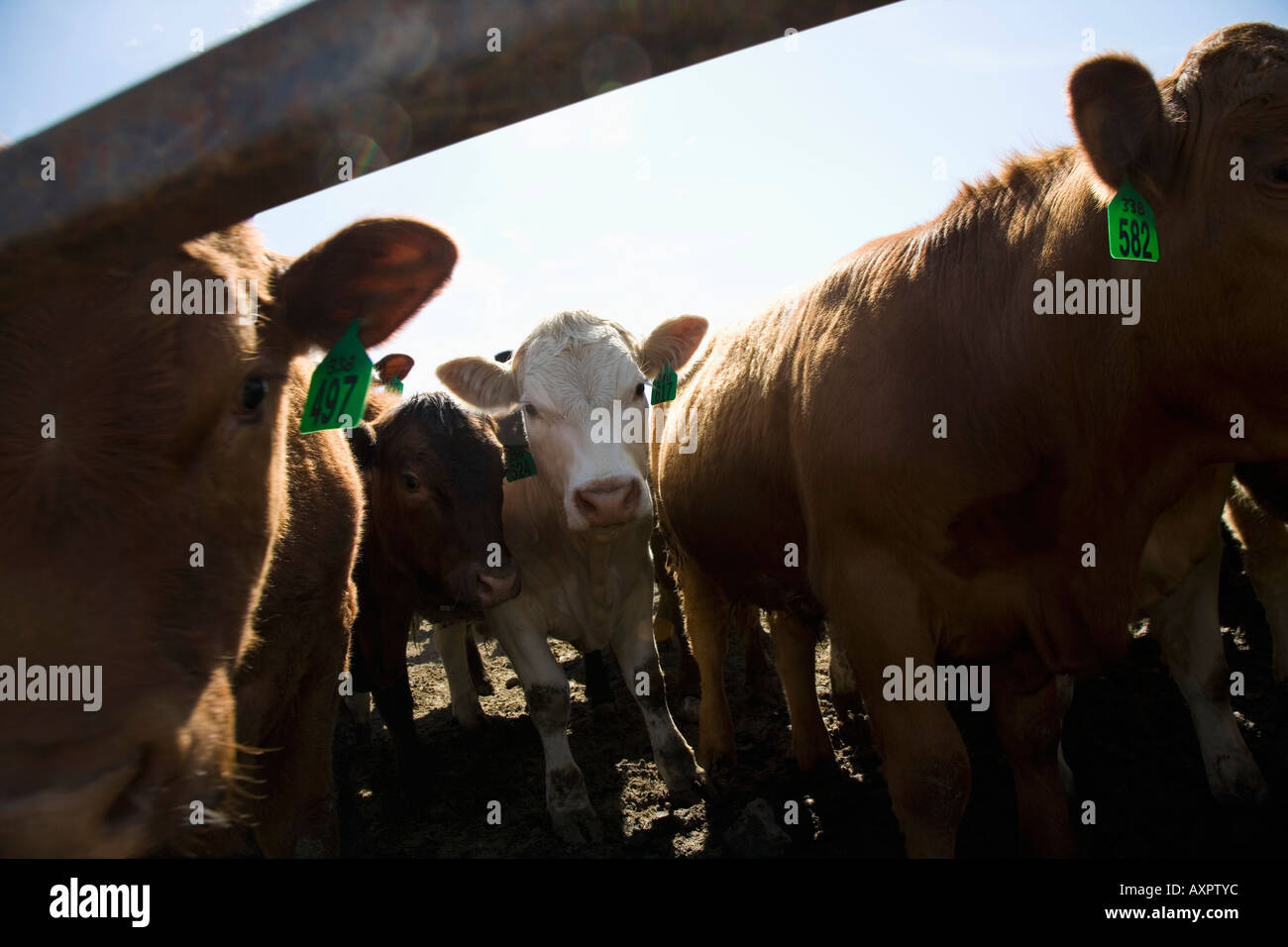 Kelly farms hi-res stock photography and images - Alamy