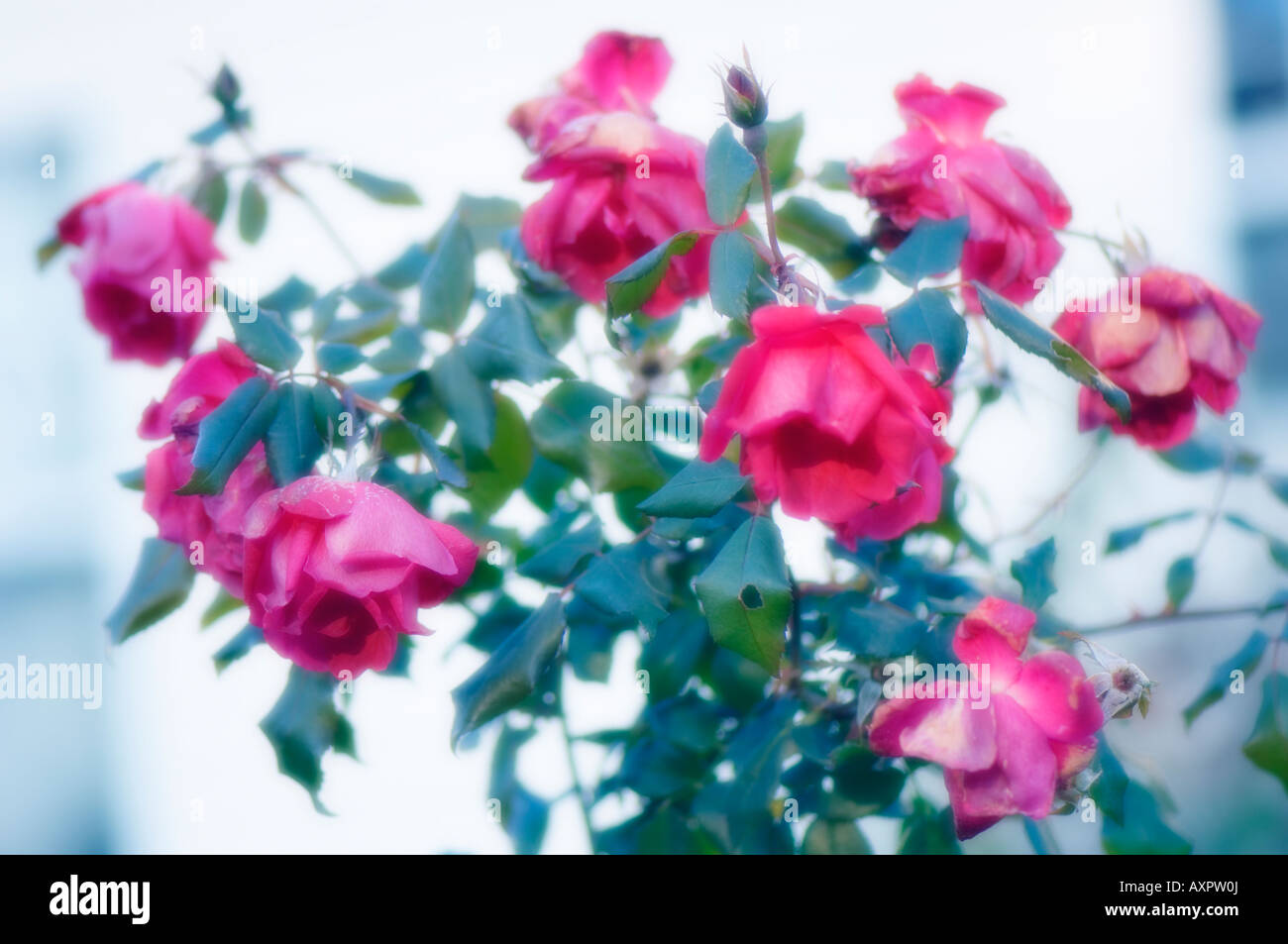 Pink Roses Damaged by First Frost Stock Photo - Alamy