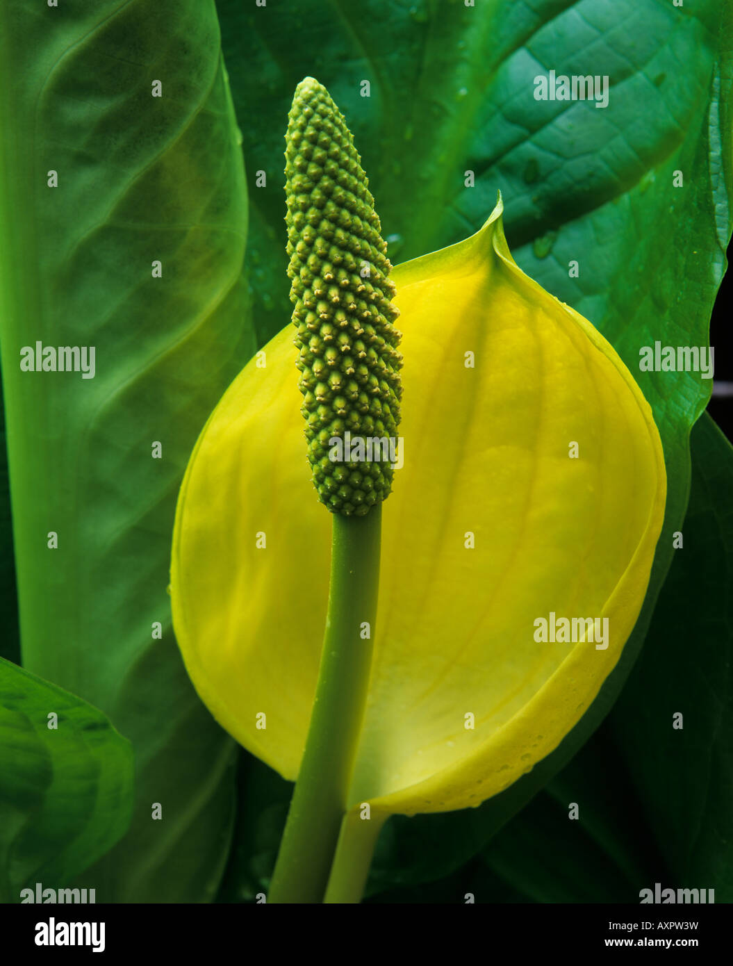 Mount Baker Snoqualmie National Forest WA Swamp Lantern Lysichiton ...