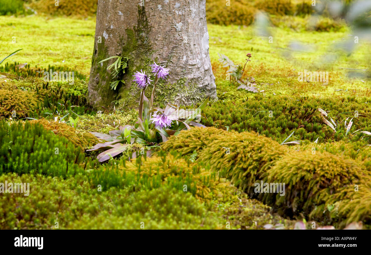 Moss garden at Gioji temple, Kyoto, Japan, Spring Stock Photo - Alamy
