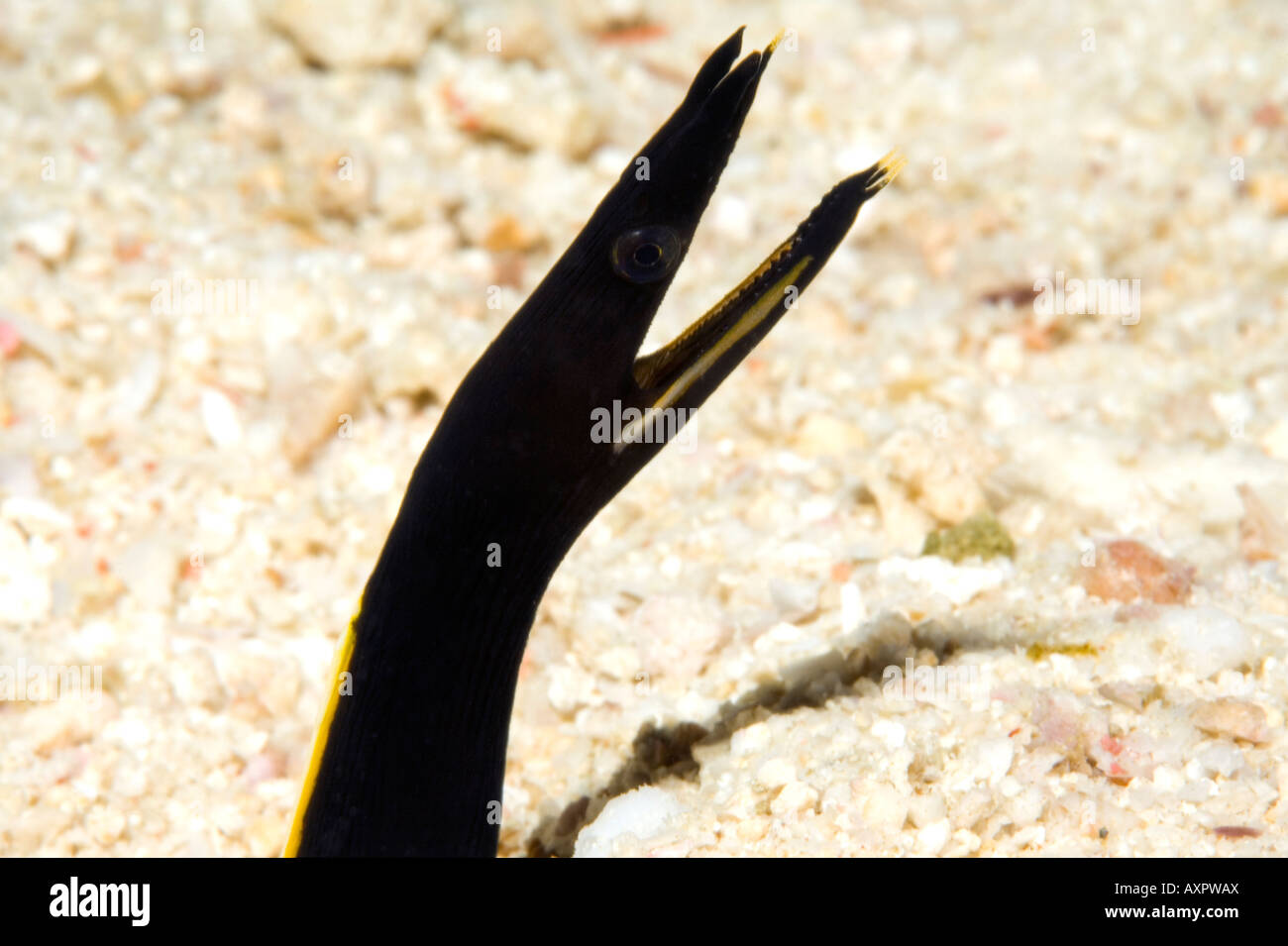 Yellow black moray eel hi-res stock photography and images - Alamy