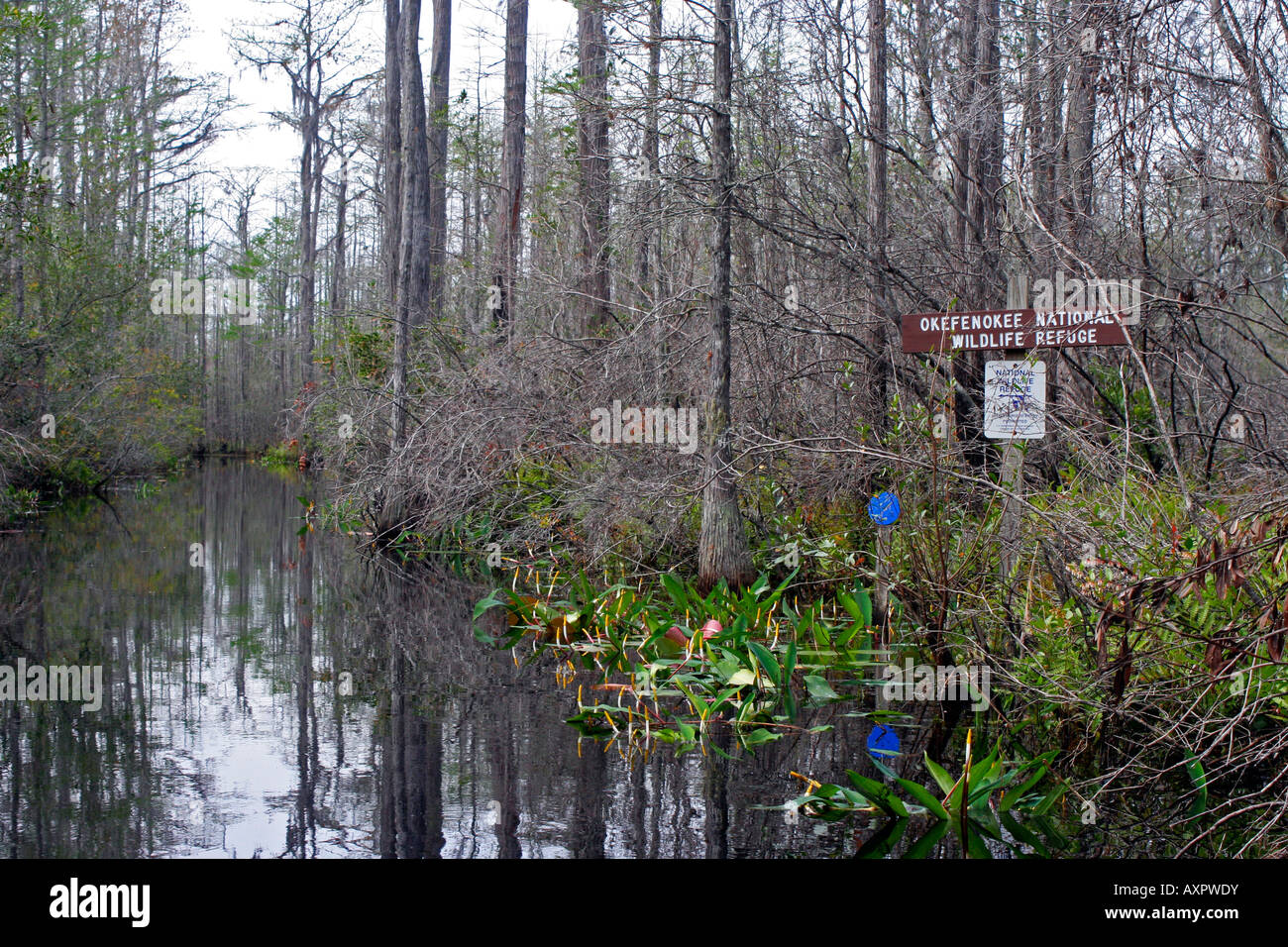 Okefenokee National Wildlife Refuge Stock Photo - Alamy