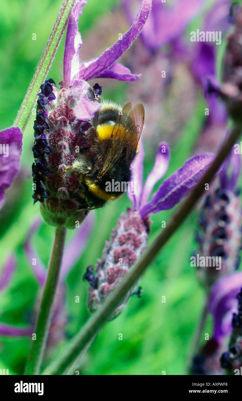 Lavender bee butterfly hi-res stock photography and images - Alamy