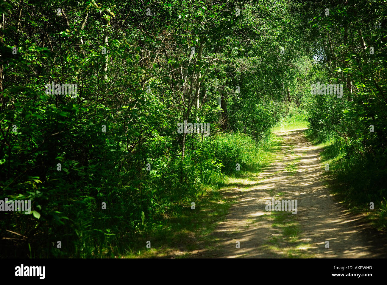 Pathway through brush hi-res stock photography and images - Alamy