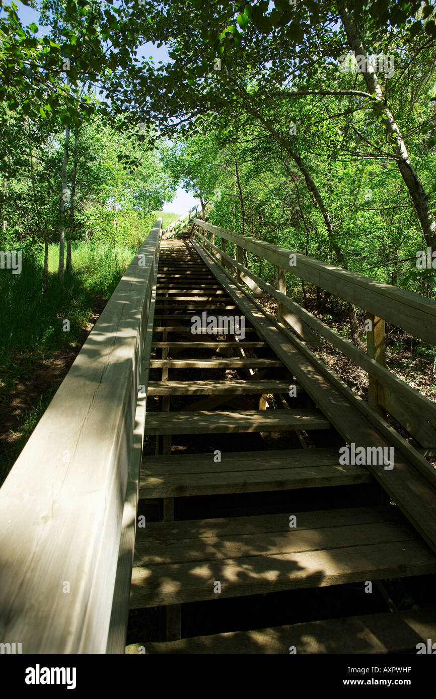 Stairway through trees Stock Photo - Alamy
