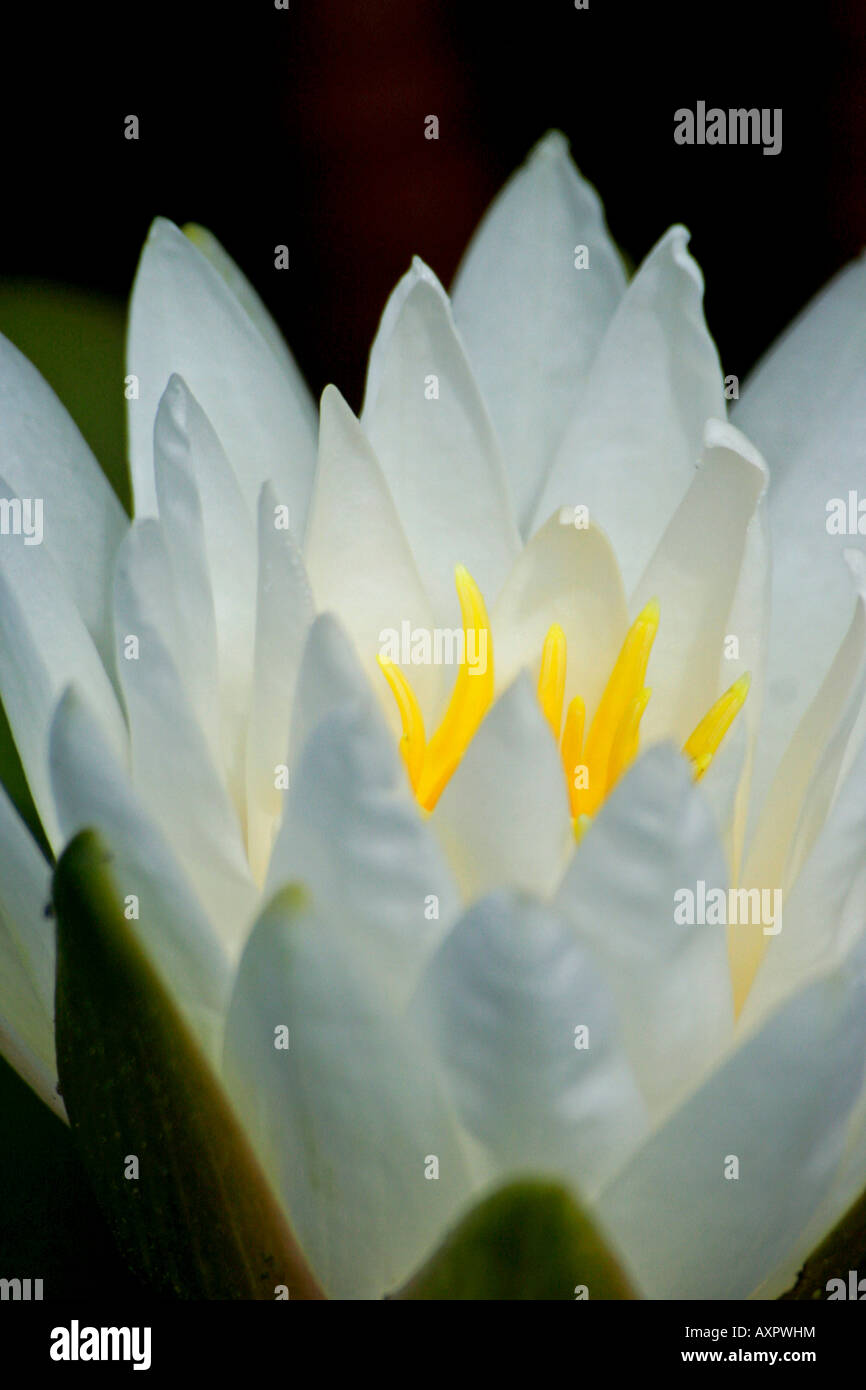 White water lily in the Okefenokee Swamp Stock Photo - Alamy