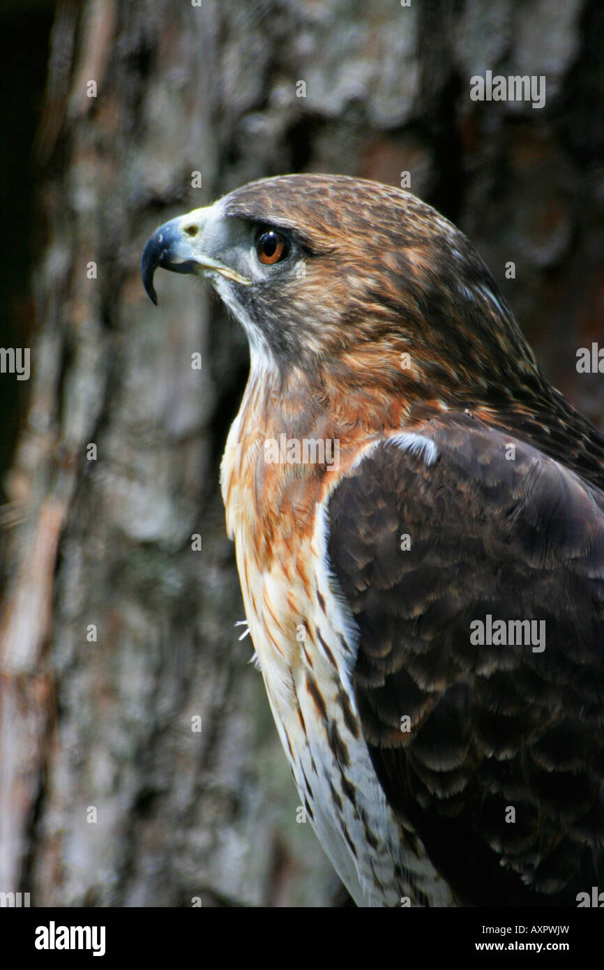 Red tailed hawk in the Okefenokee Park in Georgia Stock Photo - Alamy
