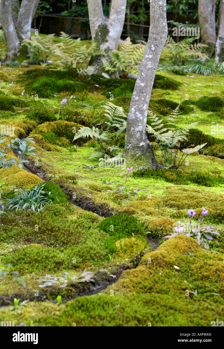 Moss garden at Gioji temple, Kyoto, Japan, Spring Stock Photo - Alamy
