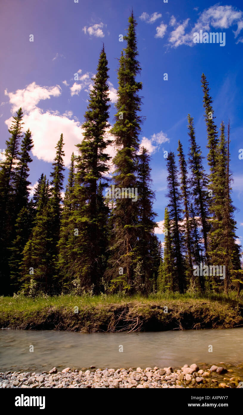 The towering trees hi-res stock photography and images - Alamy