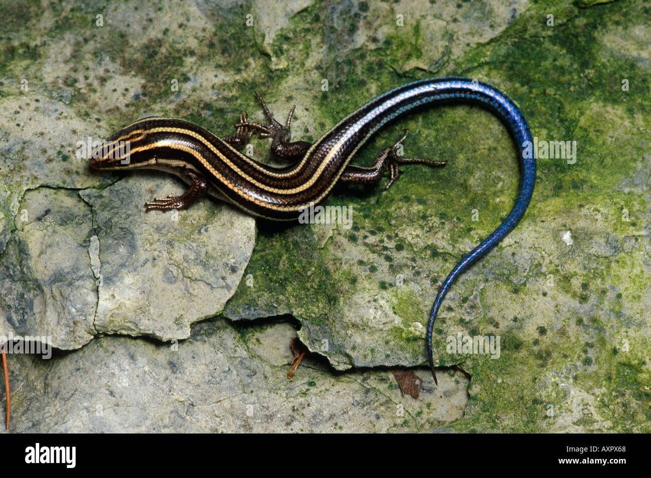 Five lined Skink Eumeces fasciatus Native to the eastern United States ...