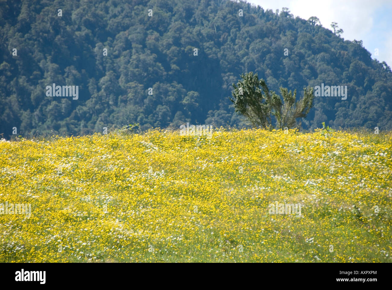 Chile Lake District Stock Photo - Alamy
