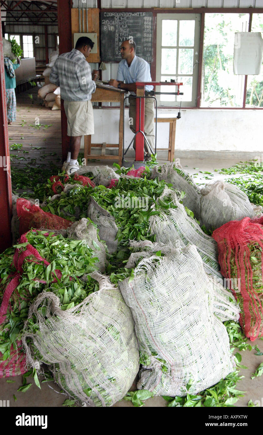 Sri lanka tea factory - Sacks of freshly picked tea leaves await ...