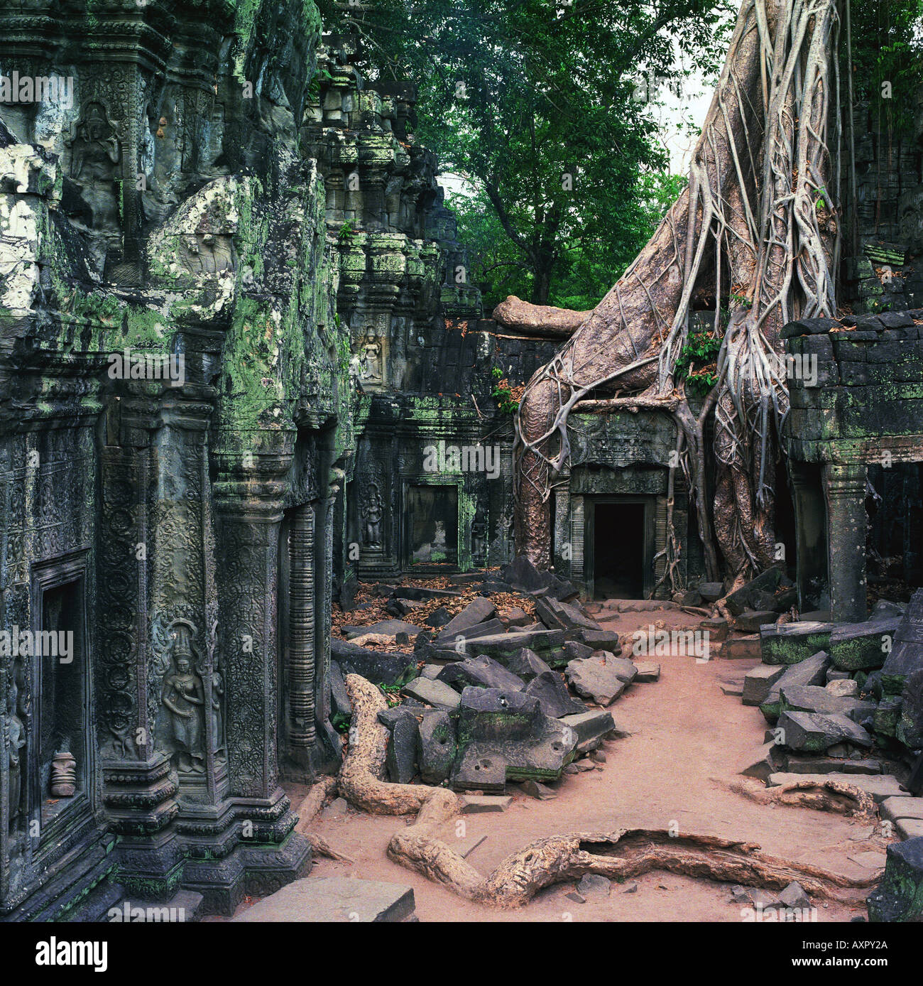 Kapok tree cambodia hi-res stock photography and images - Alamy
