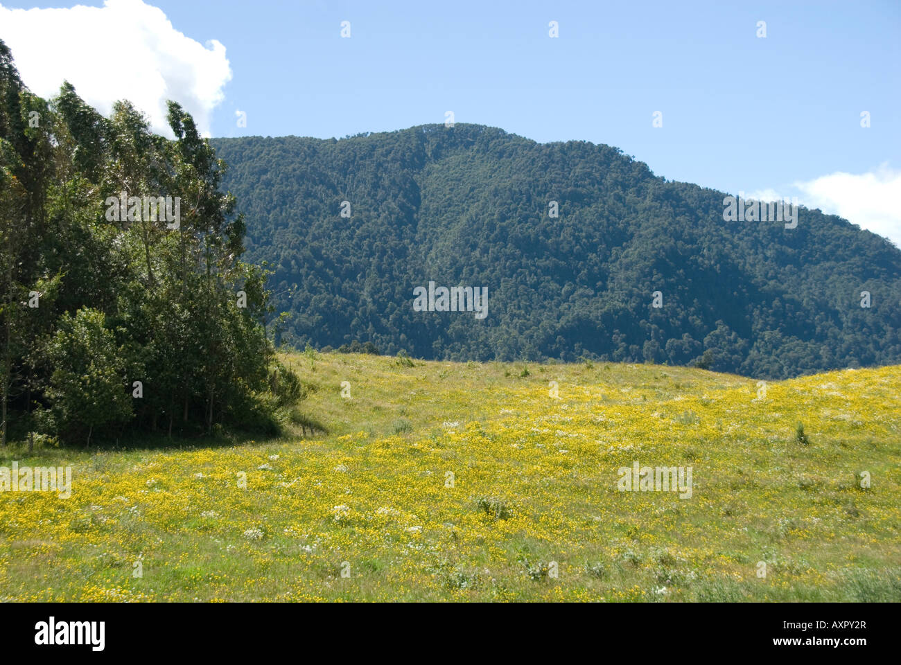 Chile Lake District Stock Photo - Alamy