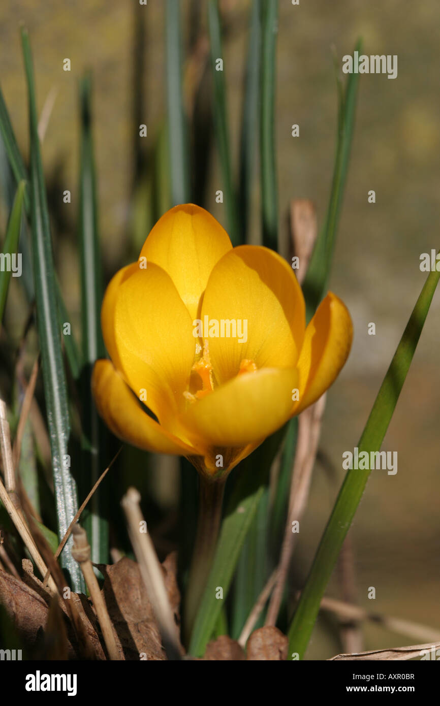 Golden yellow crocus in strong sunlight Stock Photo - Alamy