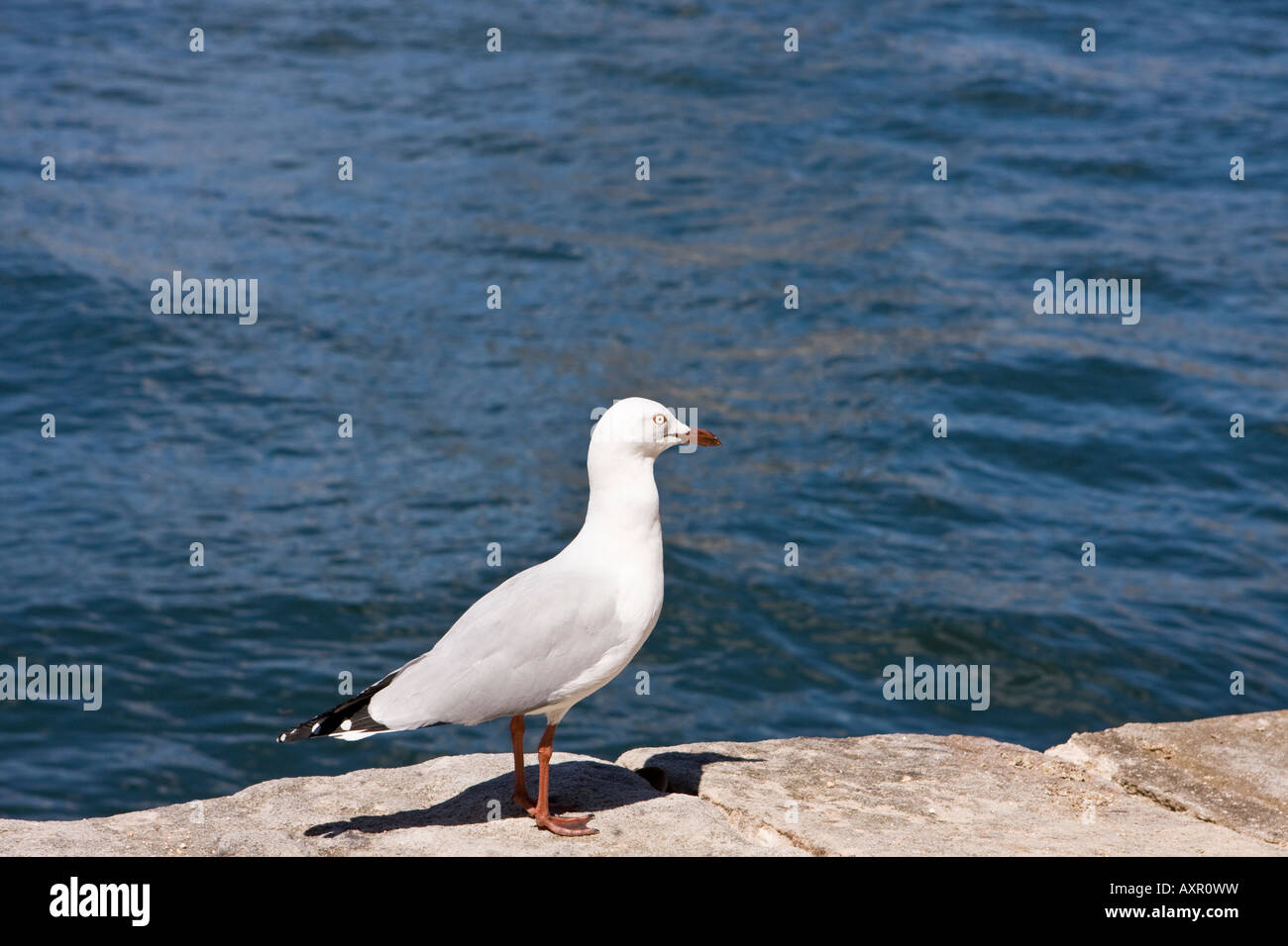 A Silver Gull (Seagull) standing on a sandstone harbour wall Stock ...