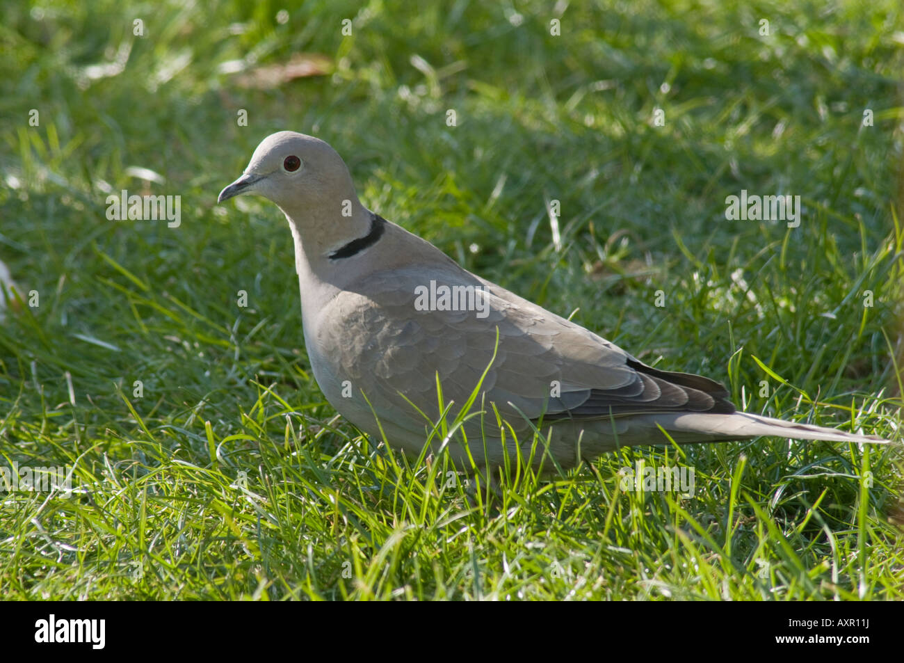 Ringneck dove hi-res stock photography and images - Alamy