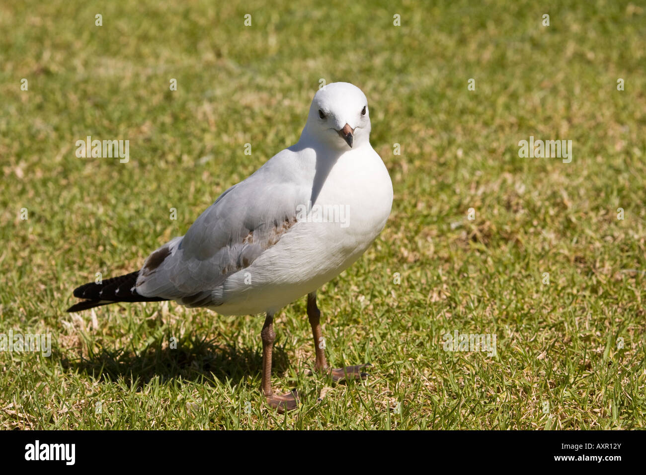 A curious seagull standing on the grass Stock Photo - Alamy