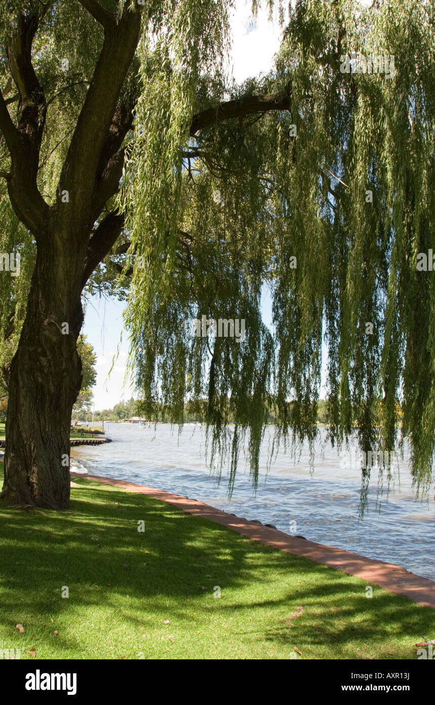 Weeping Willow Tree Photography