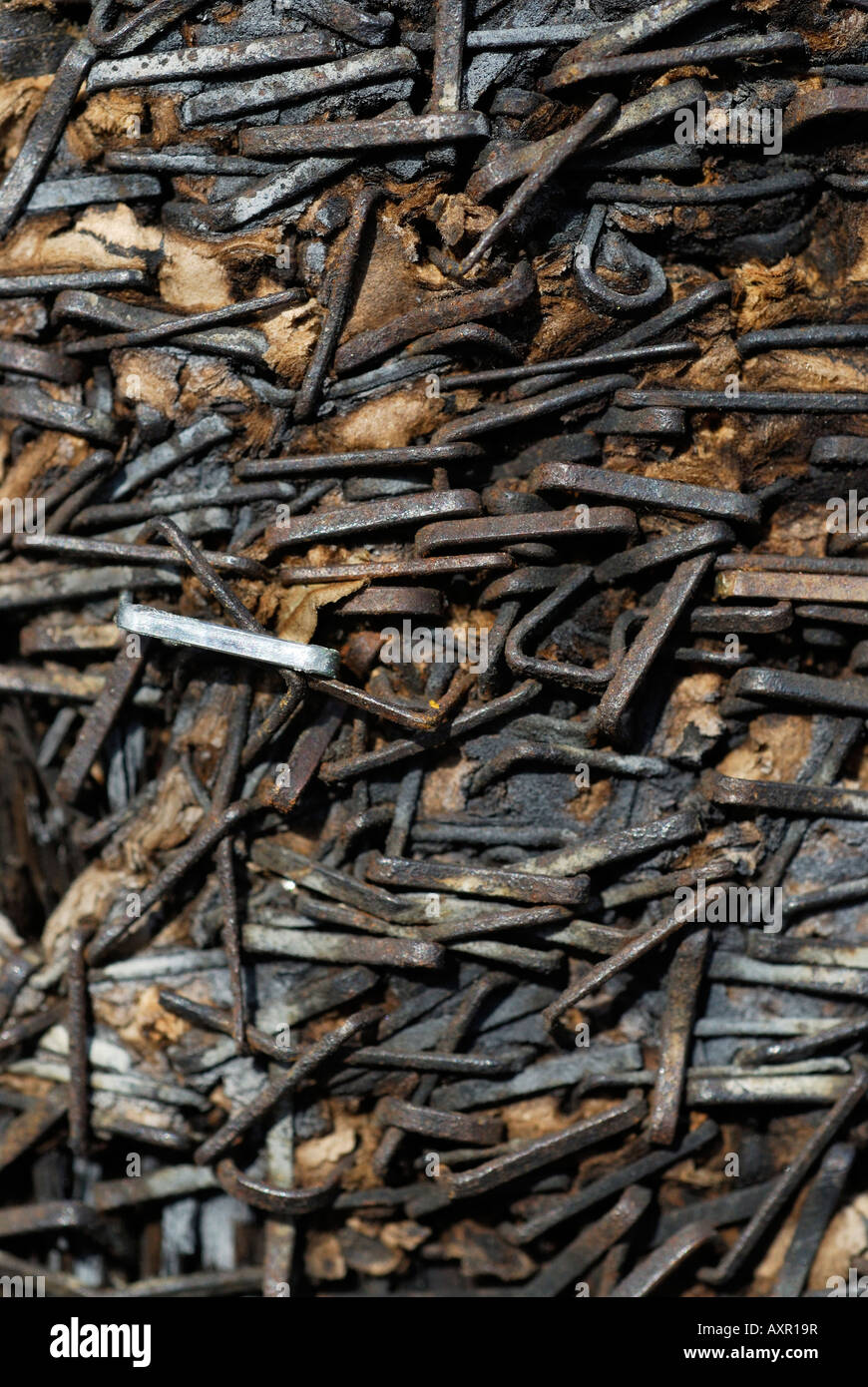 "new and rusty staples in telephone pole Stock Photo - Alamy