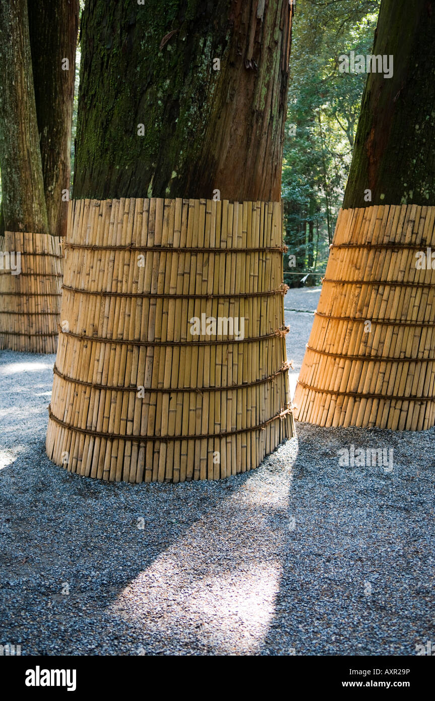 "Ancient trees protected by a bamboo wrap at Ise Jingu the most sacred ...