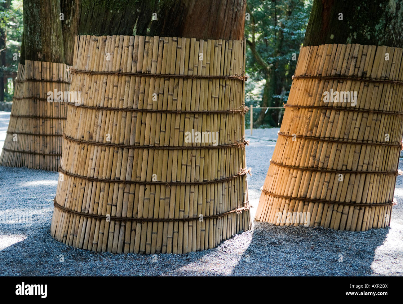 "Ancient trees protected by a bamboo wrap at Ise Jingu the most sacred ...