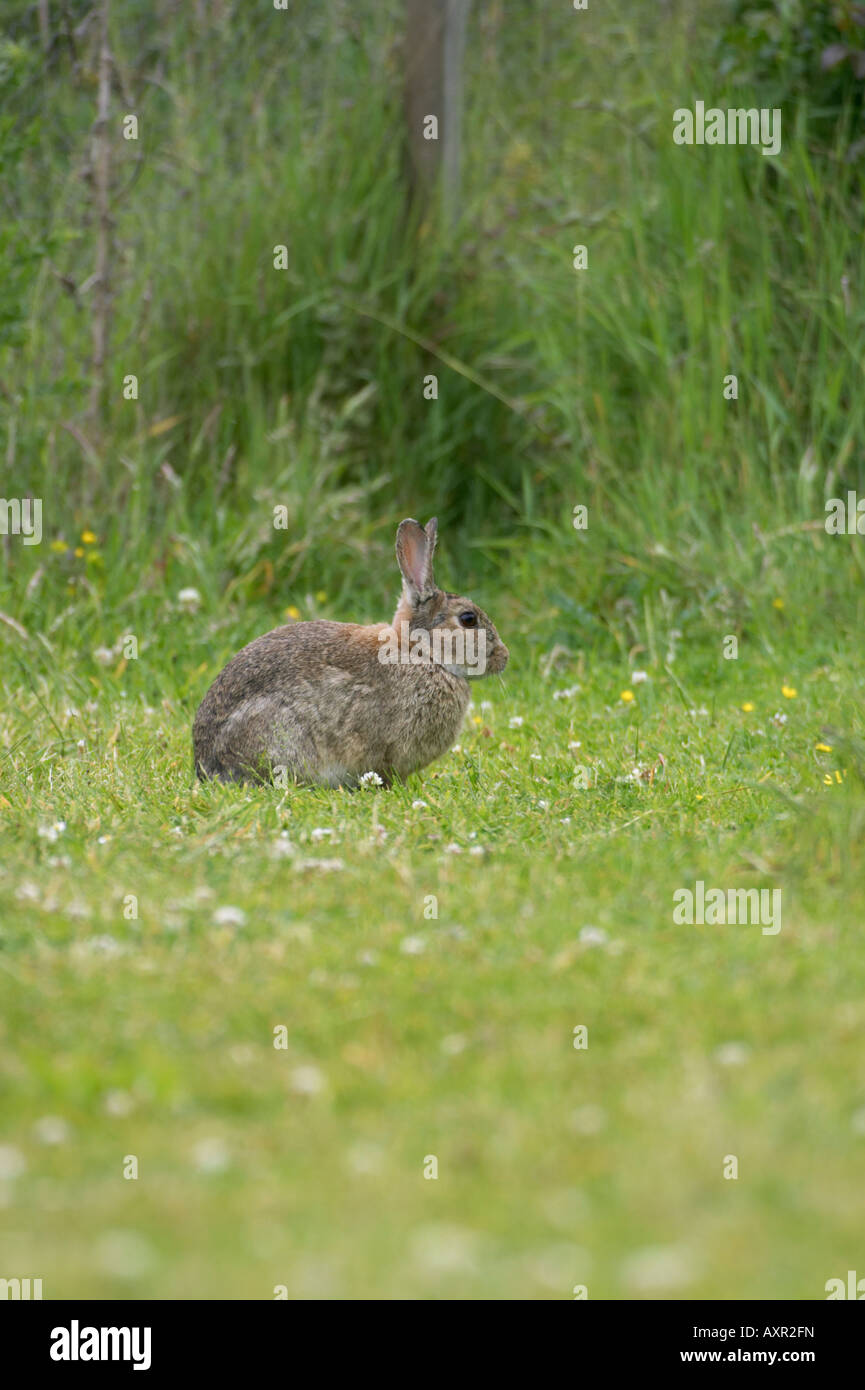 Rabbit Oryctolagus cuniculus Stock Photo - Alamy
