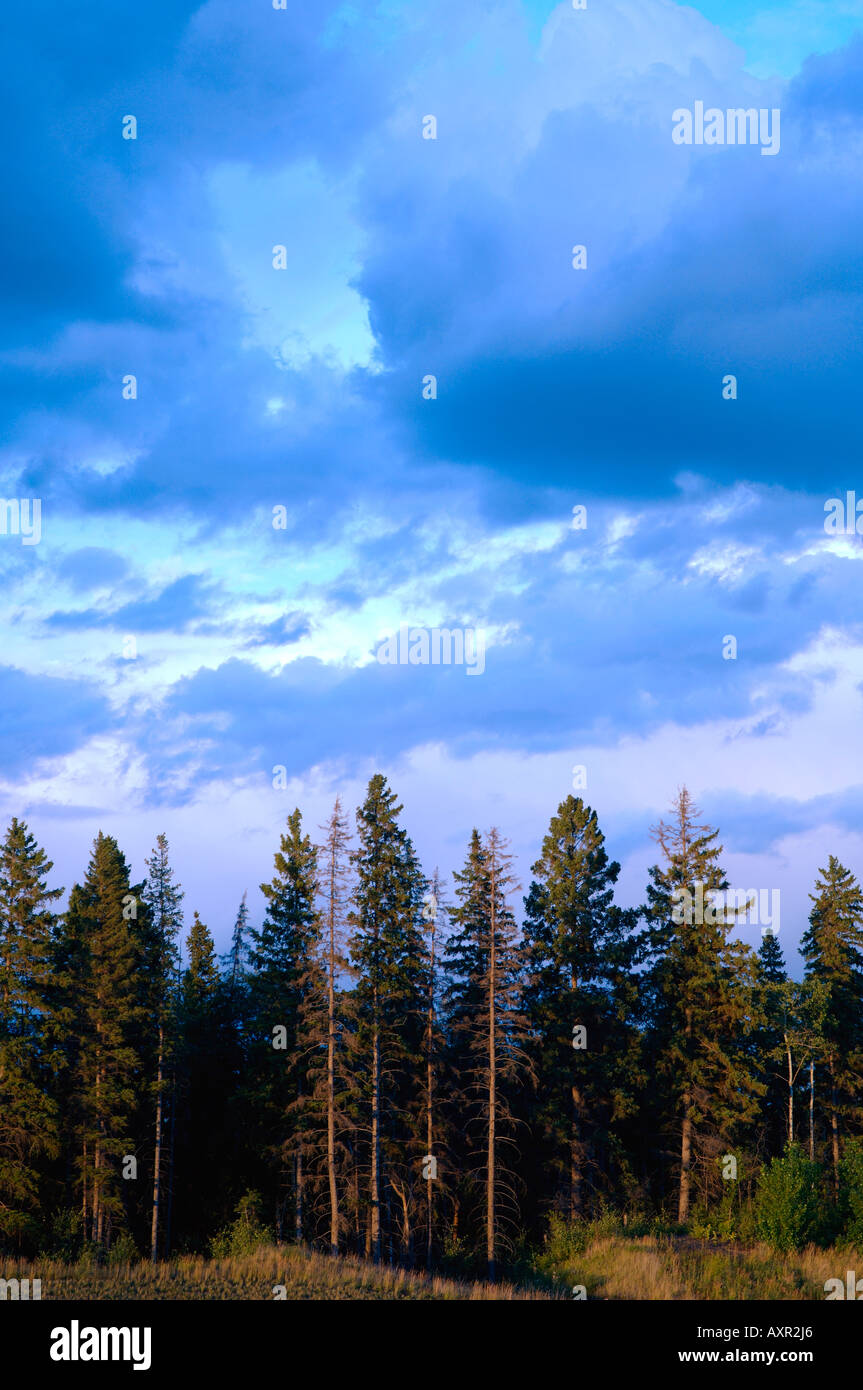 Timber line hi-res stock photography and images - Alamy