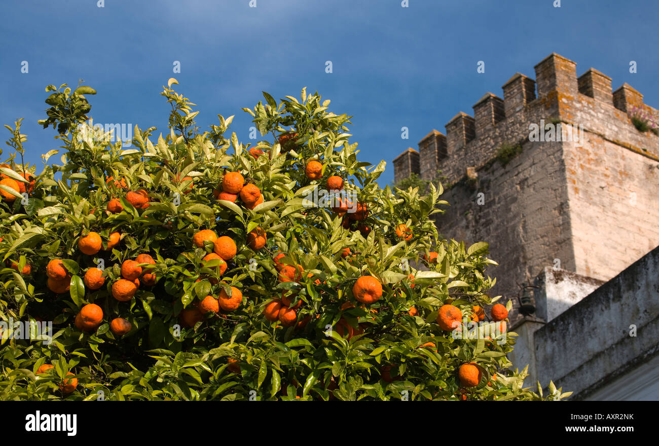 Orange tree at the castle wall Stock Photo - Alamy