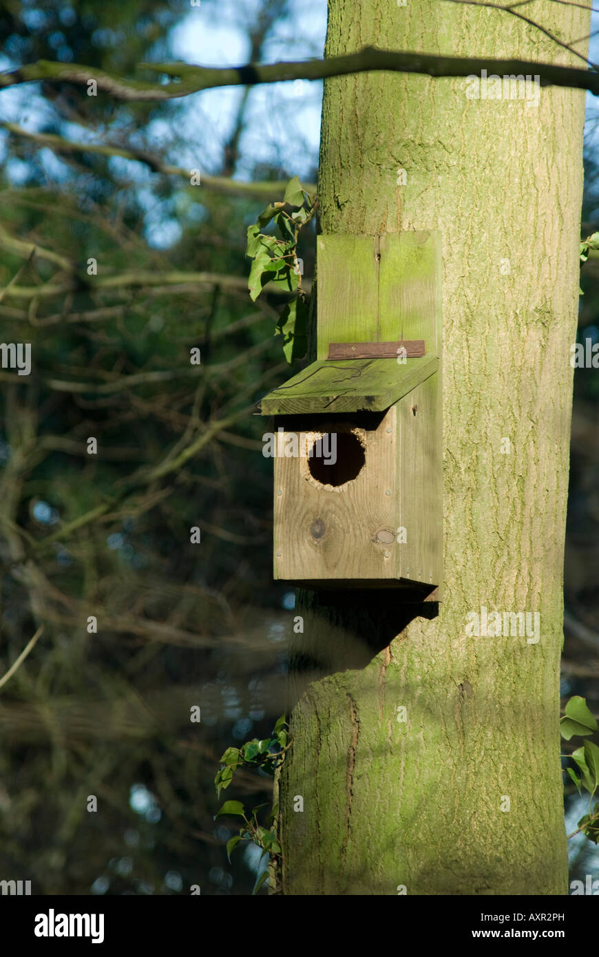 Wooden bird box fixed to a tree in a garden in the UK Stock Photo - Alamy