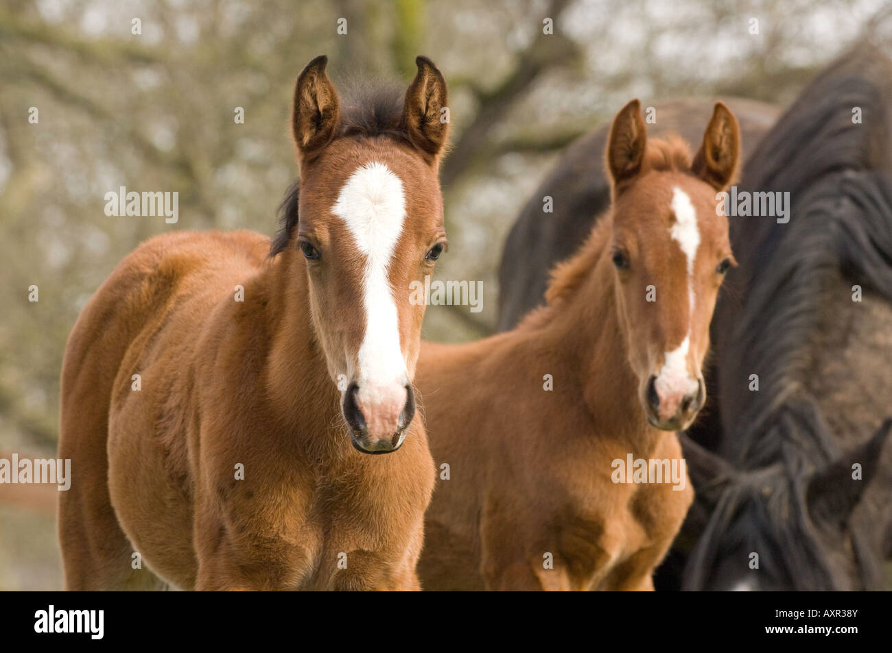 Rare occurance hi-res stock photography and images - Alamy