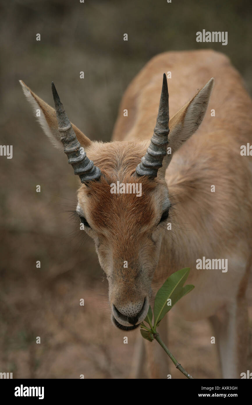 Indian antelope Chinkara Gazella gazella Stock Photo - Alamy