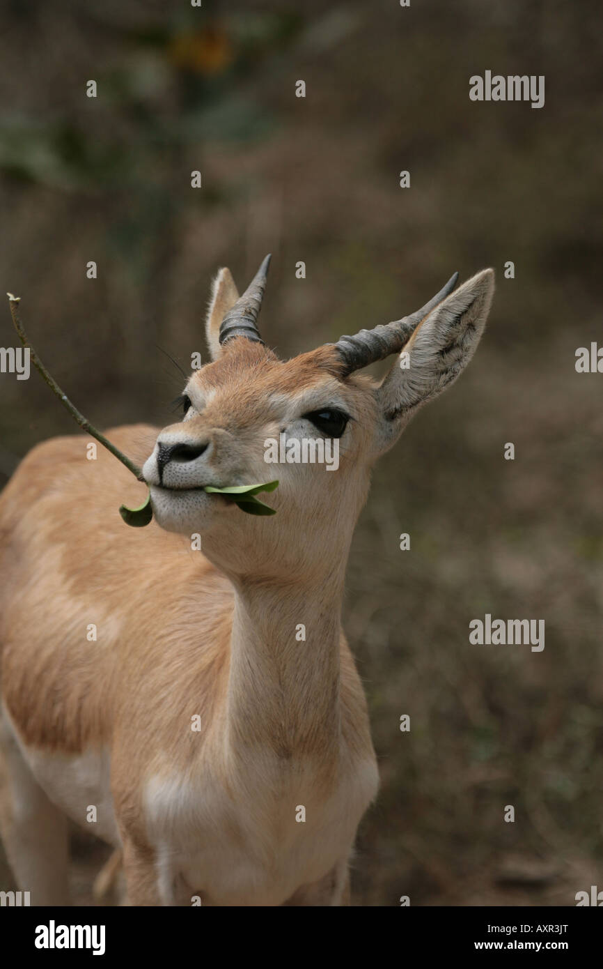Indian antelope Chinkara Gazella gazella Stock Photo - Alamy