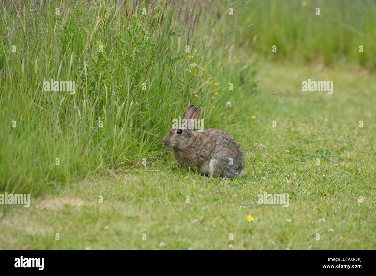 Rabbit Oryctolagus cuniculus Stock Photo - Alamy