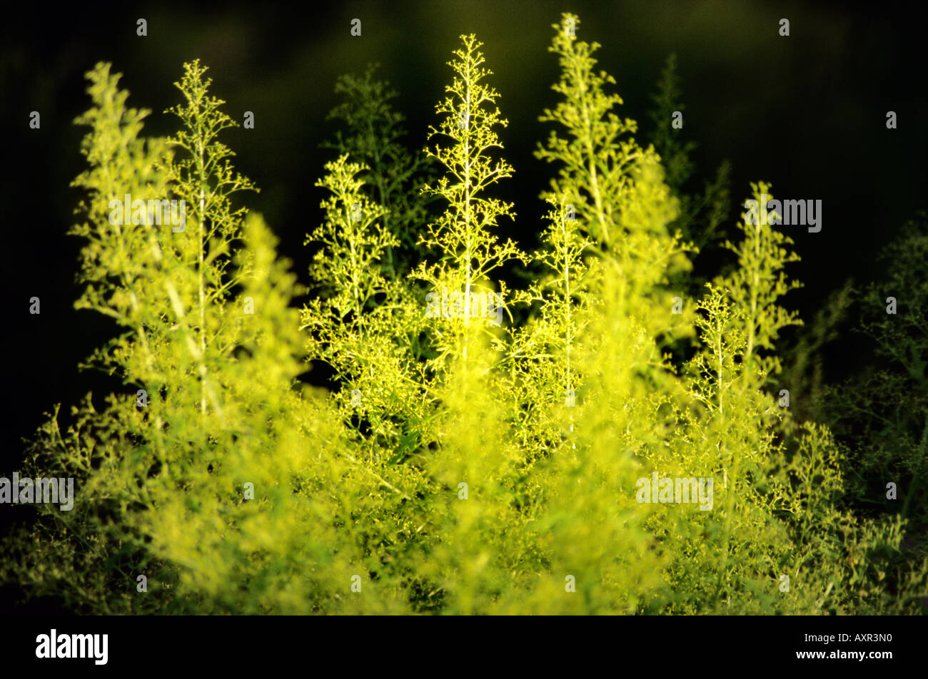 Fetid Goosefoot growing in New Mexico Stock Photo - Alamy