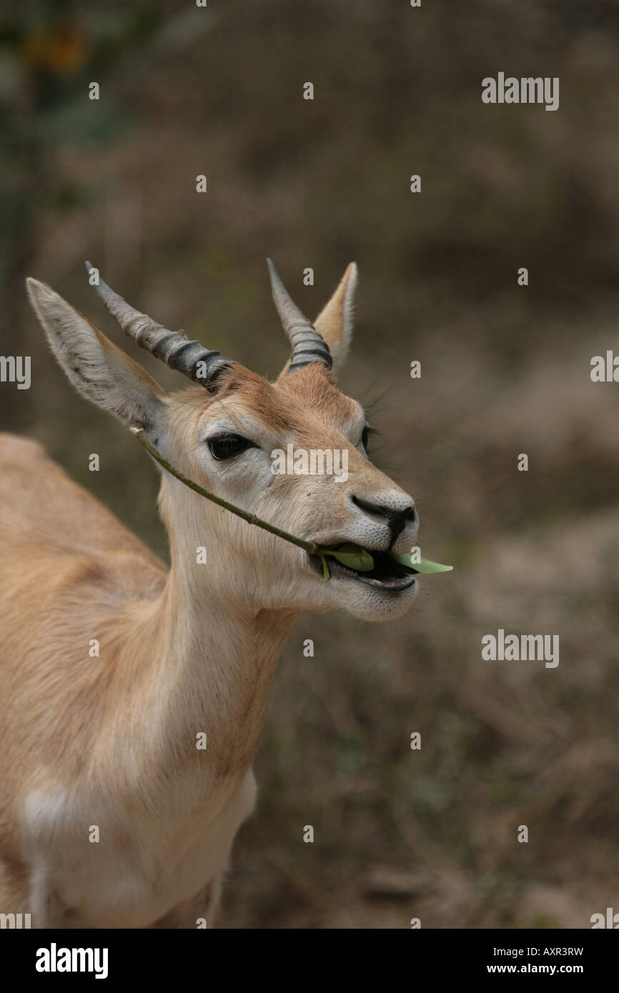Indian antelope Chinkara Gazella gazella Stock Photo - Alamy