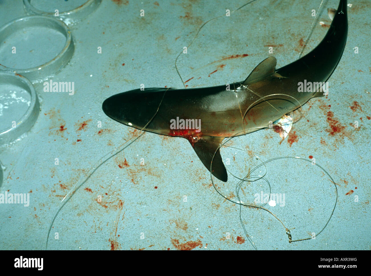 Dead shark tropical hi-res stock photography and images - Alamy