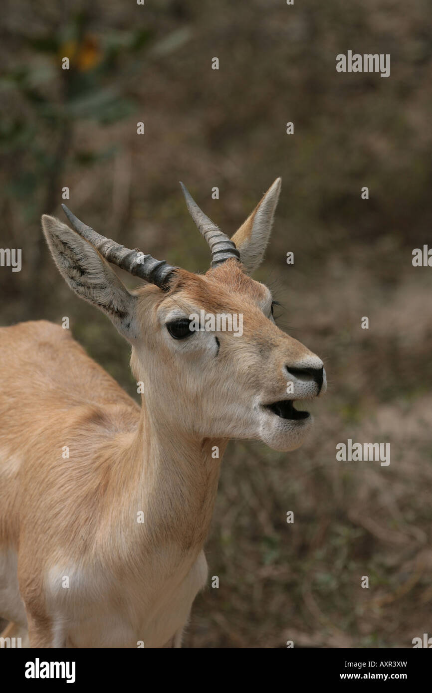 Indian antelope Chinkara Gazella gazella Stock Photo - Alamy