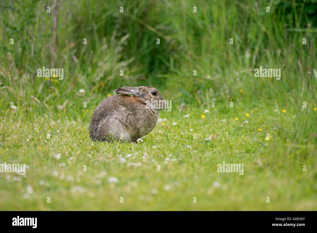 Rabbit Oryctolagus cuniculus Stock Photo - Alamy