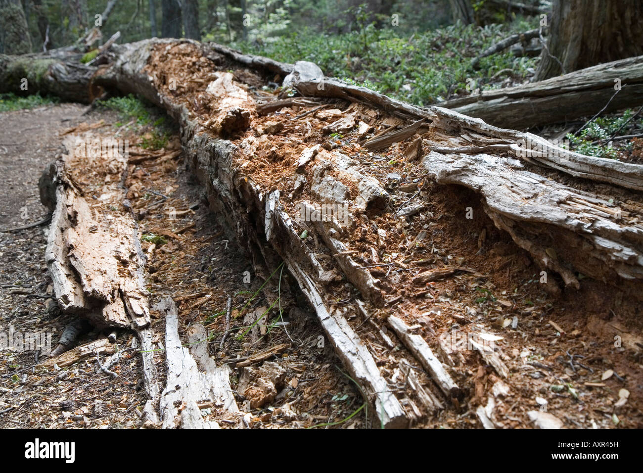 tree trunk, National Park Tierra del Fuego Stock Photo - Alamy
