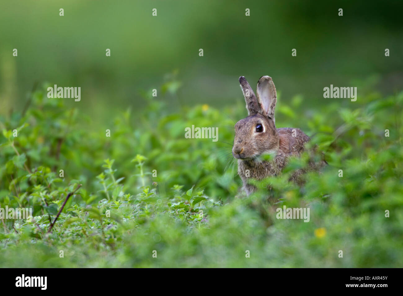 Rabbit Oryctolagus cuniculus Stock Photo - Alamy