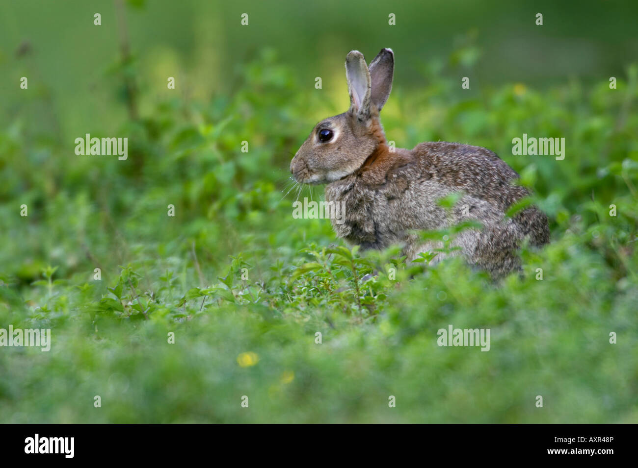 Rabbit Oryctolagus cuniculus Stock Photo - Alamy