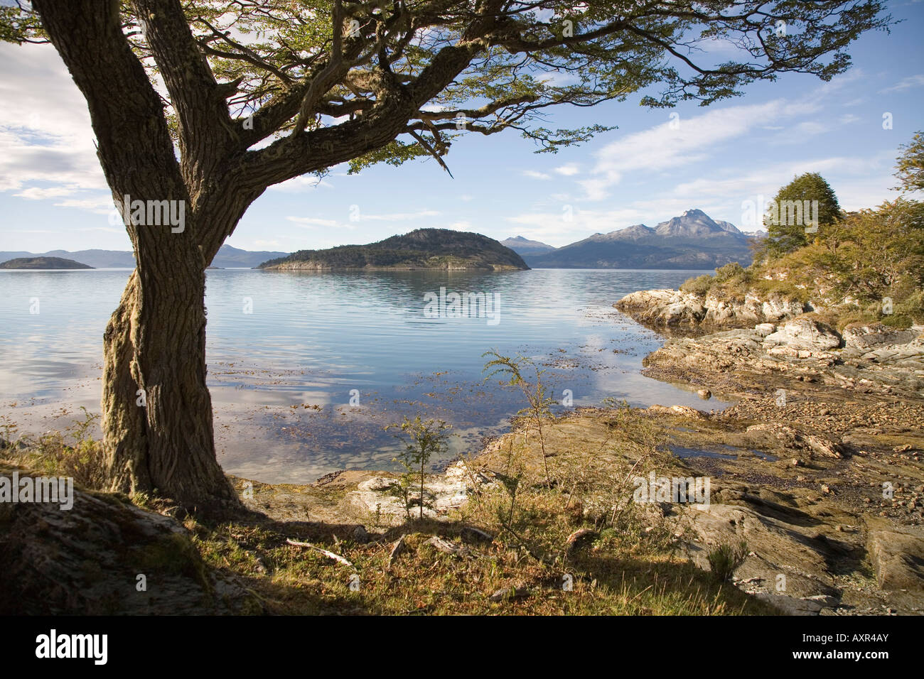Tree in Tierra del Fuego National Park Stock Photo - Alamy