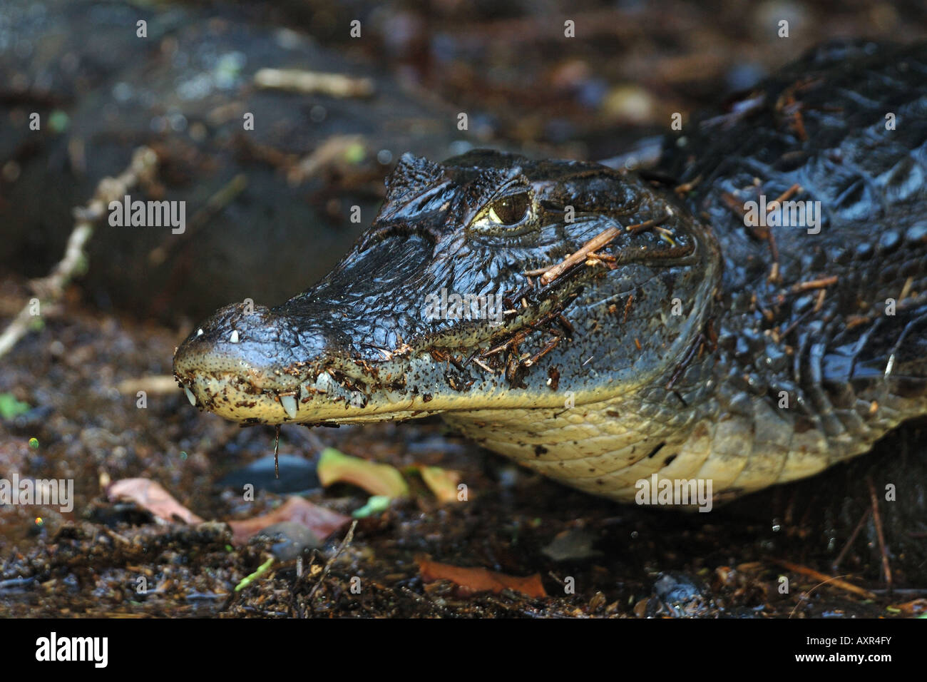 Caimano hi-res stock photography and images - Alamy