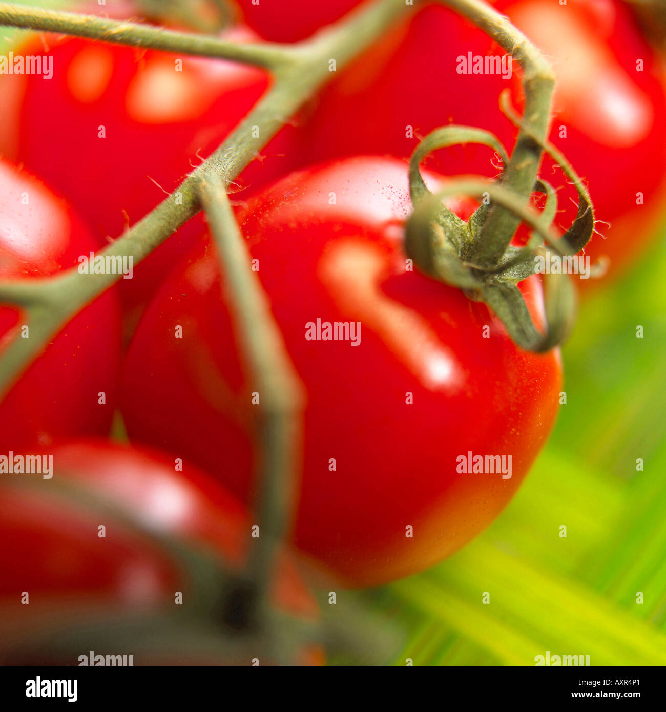 Stem with cherry tomatoes hi-res stock photography and images - Alamy