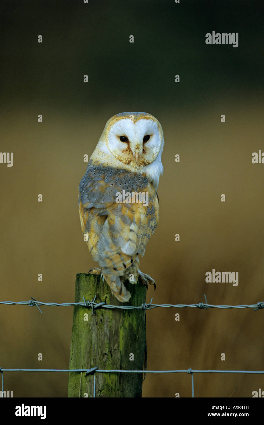 Barn Owl Tyto alba sitting on an old fence post in a field and looking ...