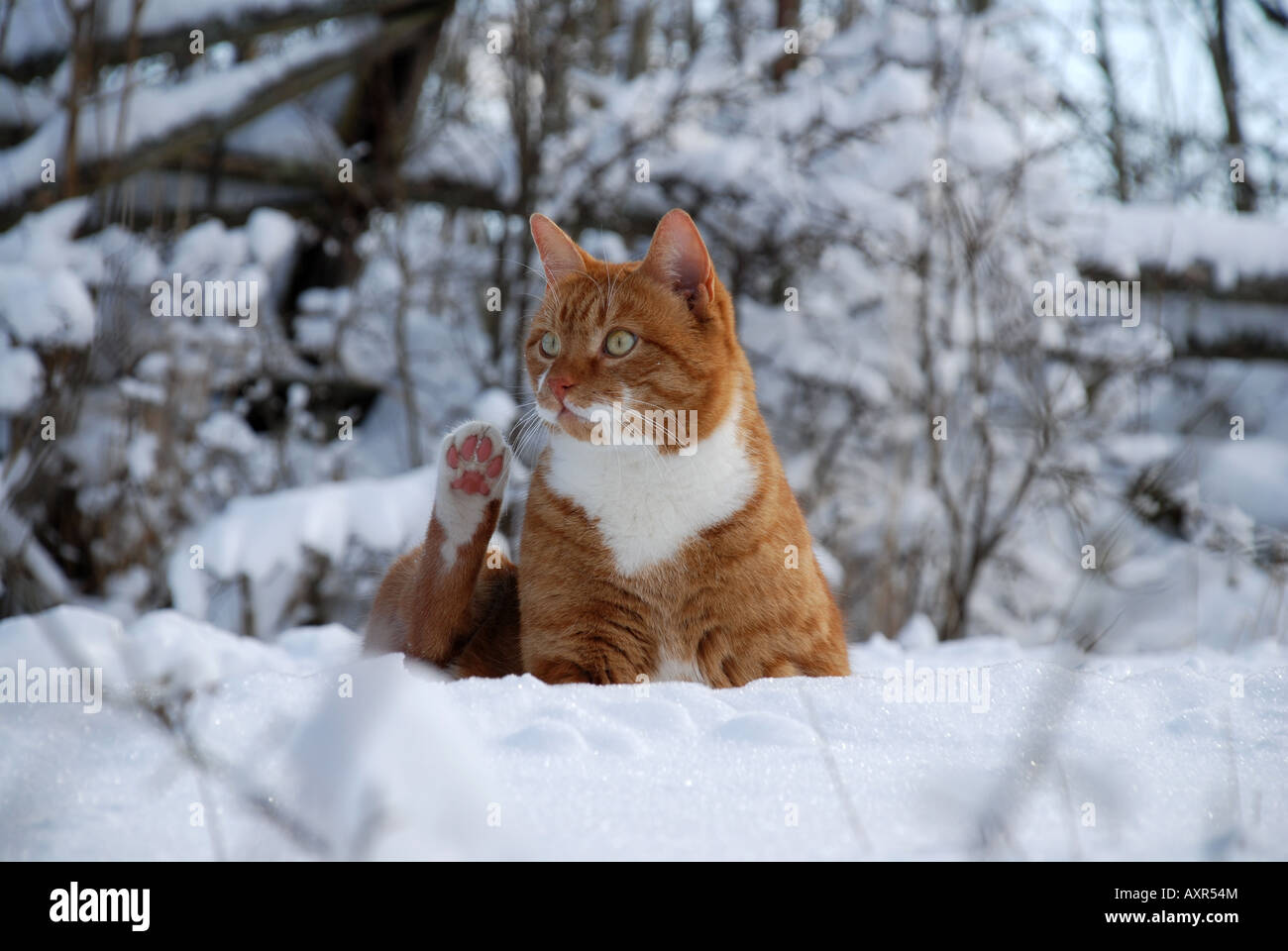 Cat in snow Stock Photo - Alamy